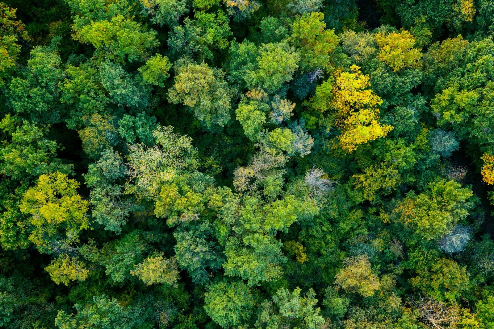 9 of the Most Successful Rainforest Restoration Projects – One Green Planet