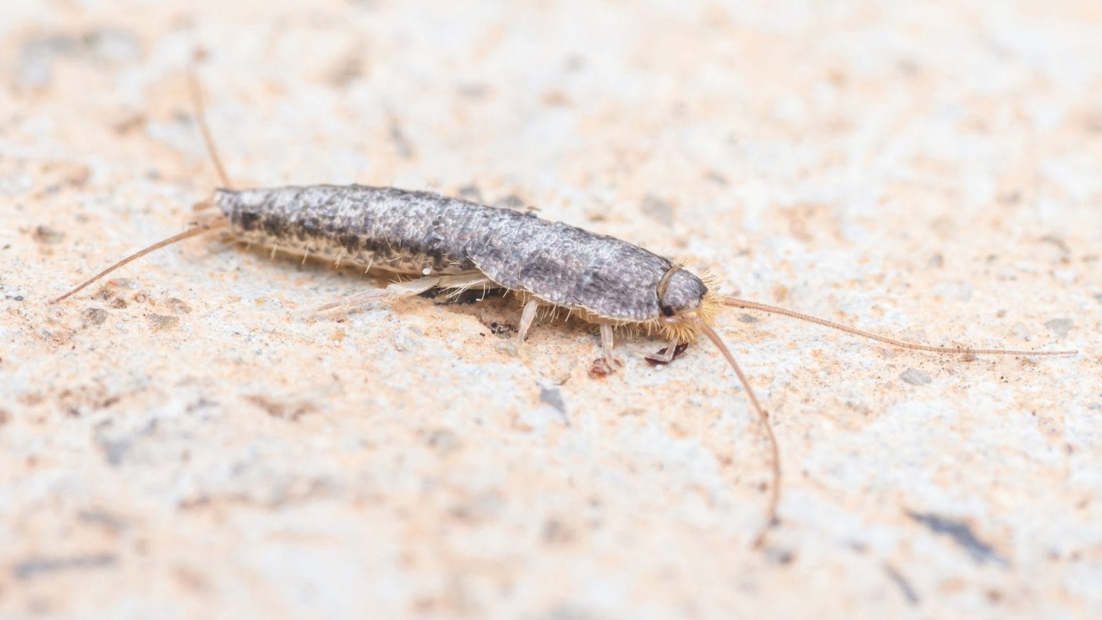 What Are Silverfish And Should I be Concerned? – One Green Planet